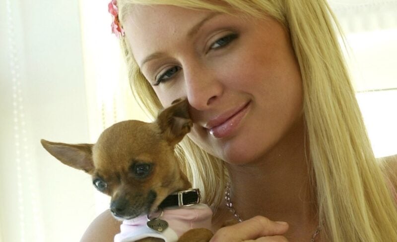Paris Hitlon Tinkerbell - Socialite Life