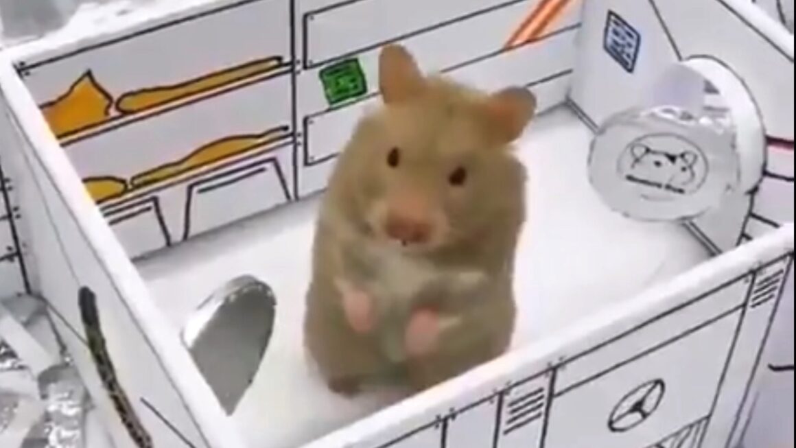 This is one very elaborate hamster rocket — WATCH – Socialite Life