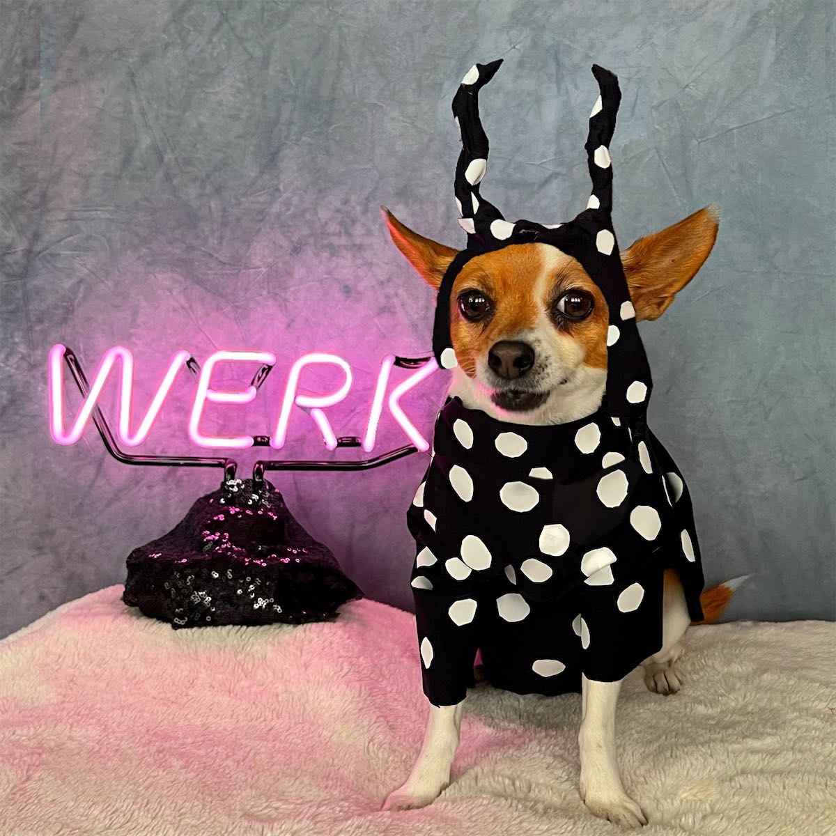 Meet RuPawl, the Top Dog of Drag – Socialite Life