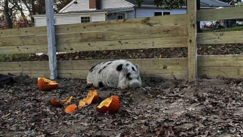 Pig named Kevin Bacon returns home after 17 days on the loose ...
