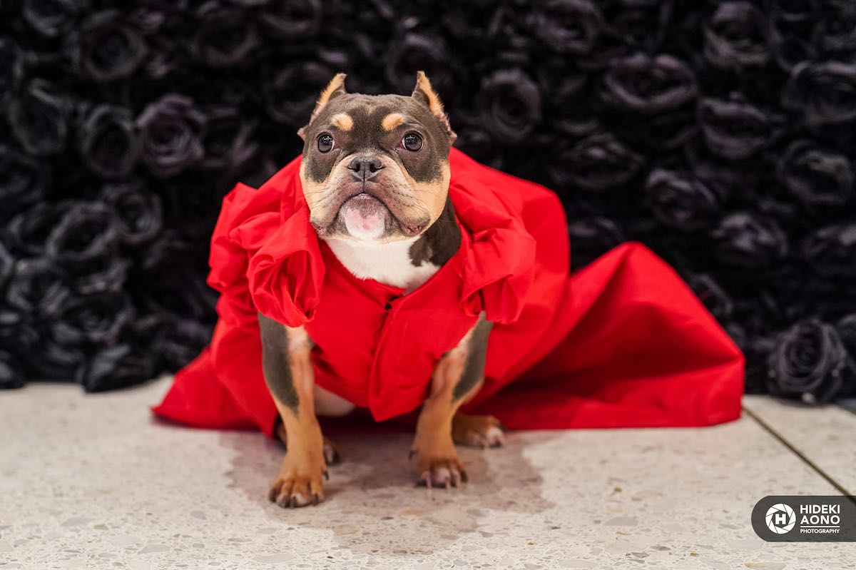 The Pet Gala recreates the Met Gala’s celebrity outfits for dogs ...