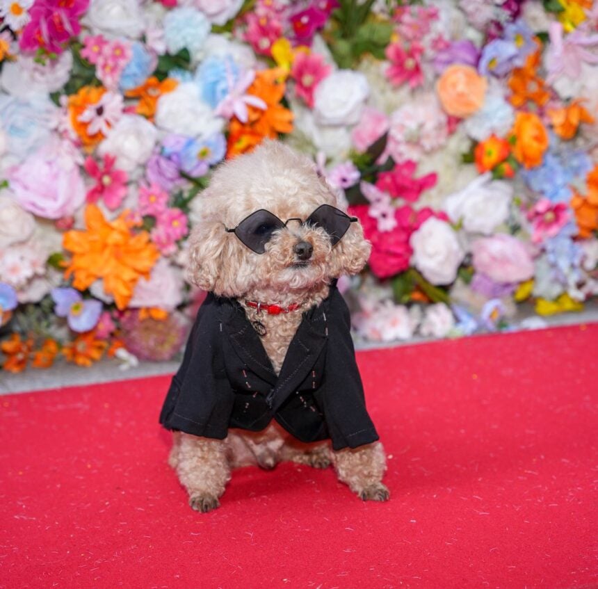 The Pet Gala recreates the Met Gala’s celebrity outfits for dogs ...